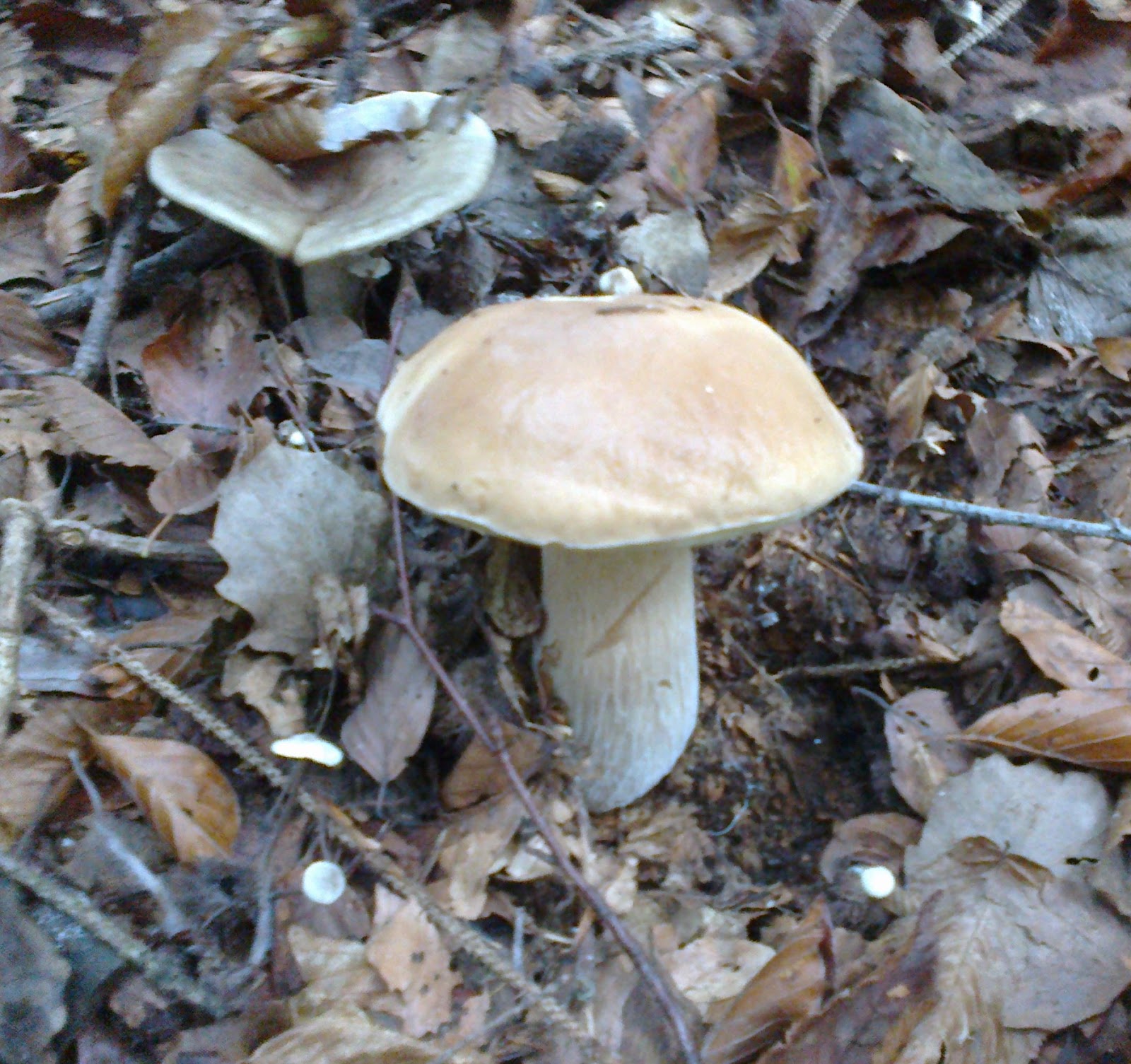 Alexandra G.D.: Goba, gobi, gobe - Jurčki