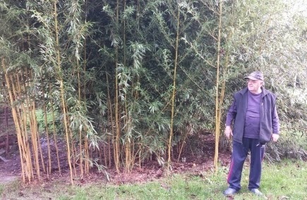 Bambusul - această plantă miraculoasă + documentar