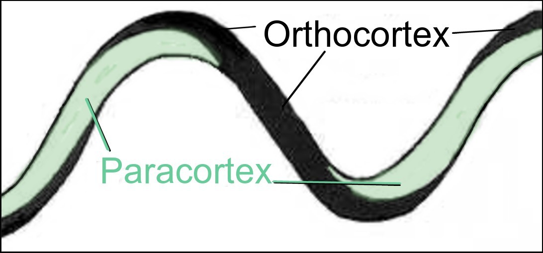 The Spinning Shepherd § La Bergère Filandière: Ouessant Wool 101