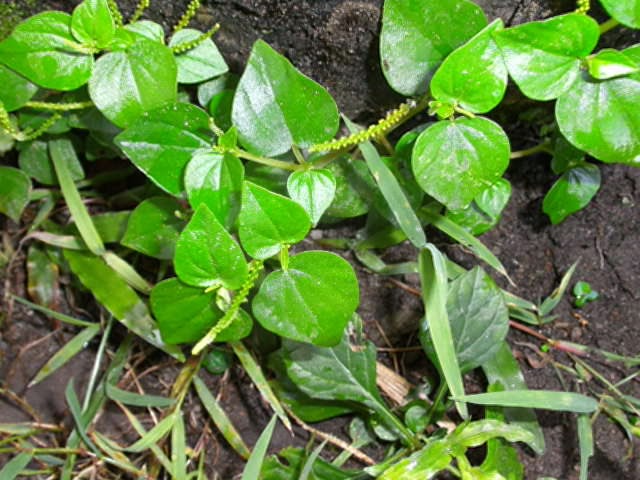 THE POWER OF HERBAL MEDICINE: Sinaw-Sinaw Herbal Medicine