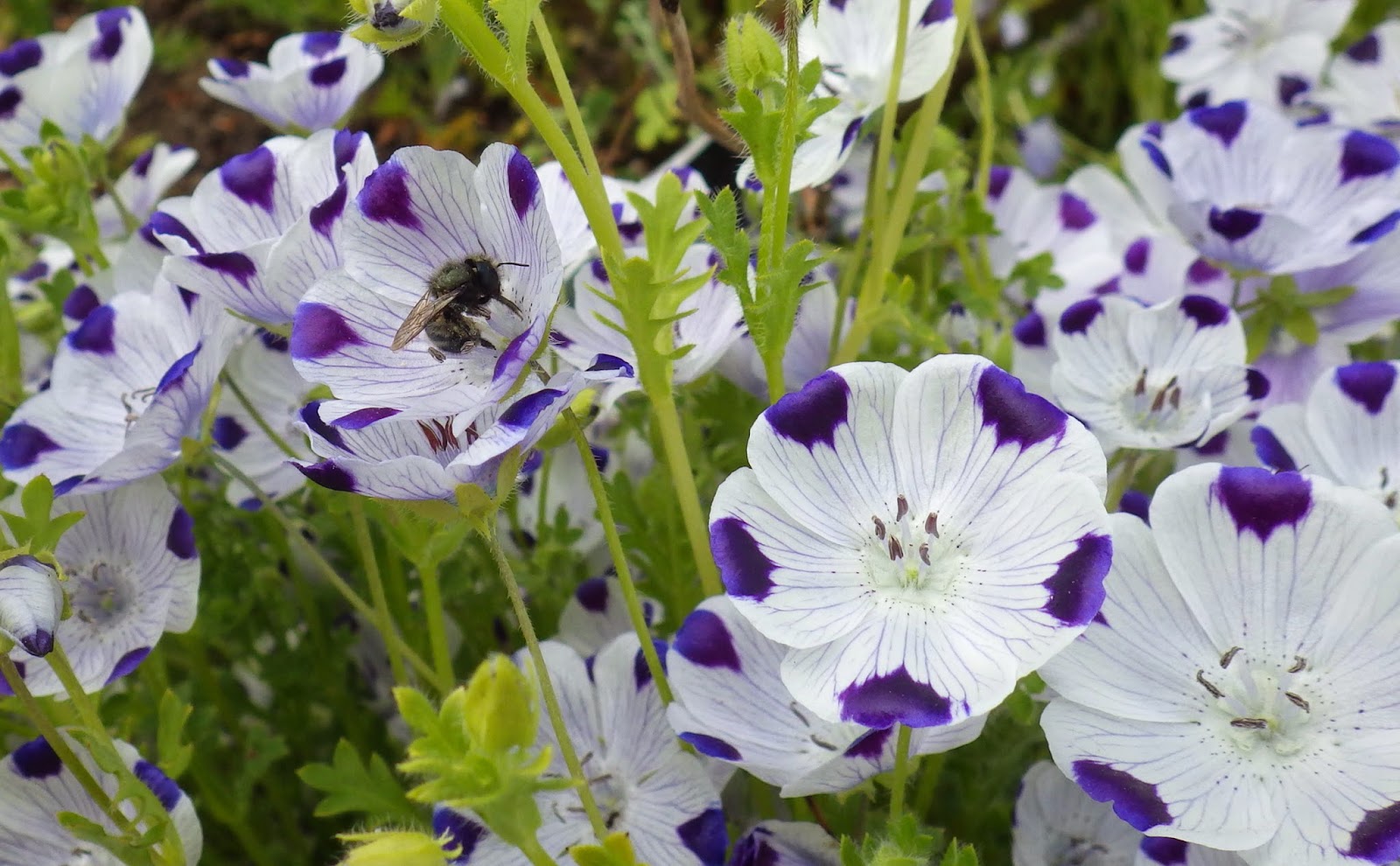 Victory Gardens for Bees: They're Back: Turquoise Sweat Bees Emerge in ...