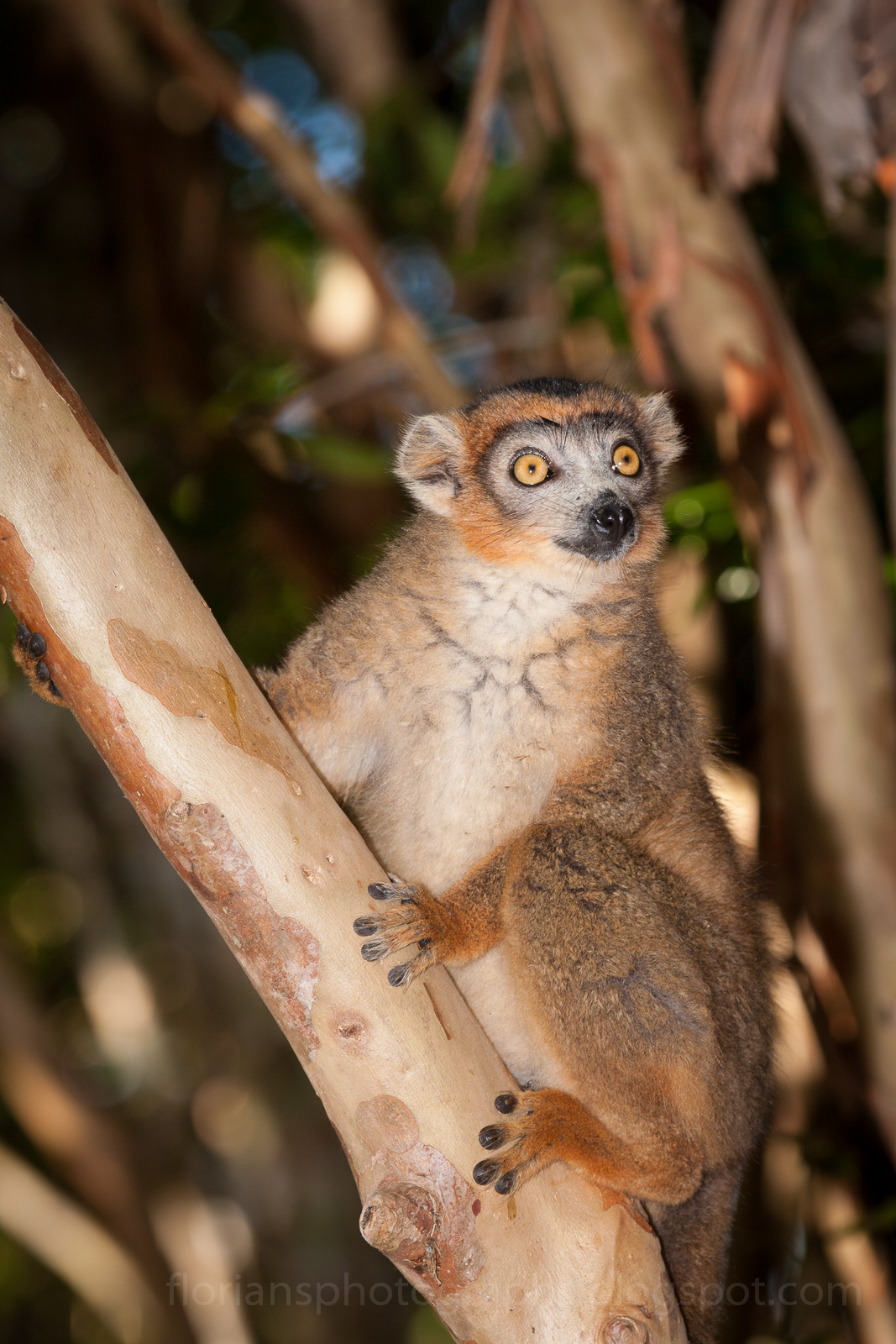 Florian's Photographs: Lemurs in Madagascar