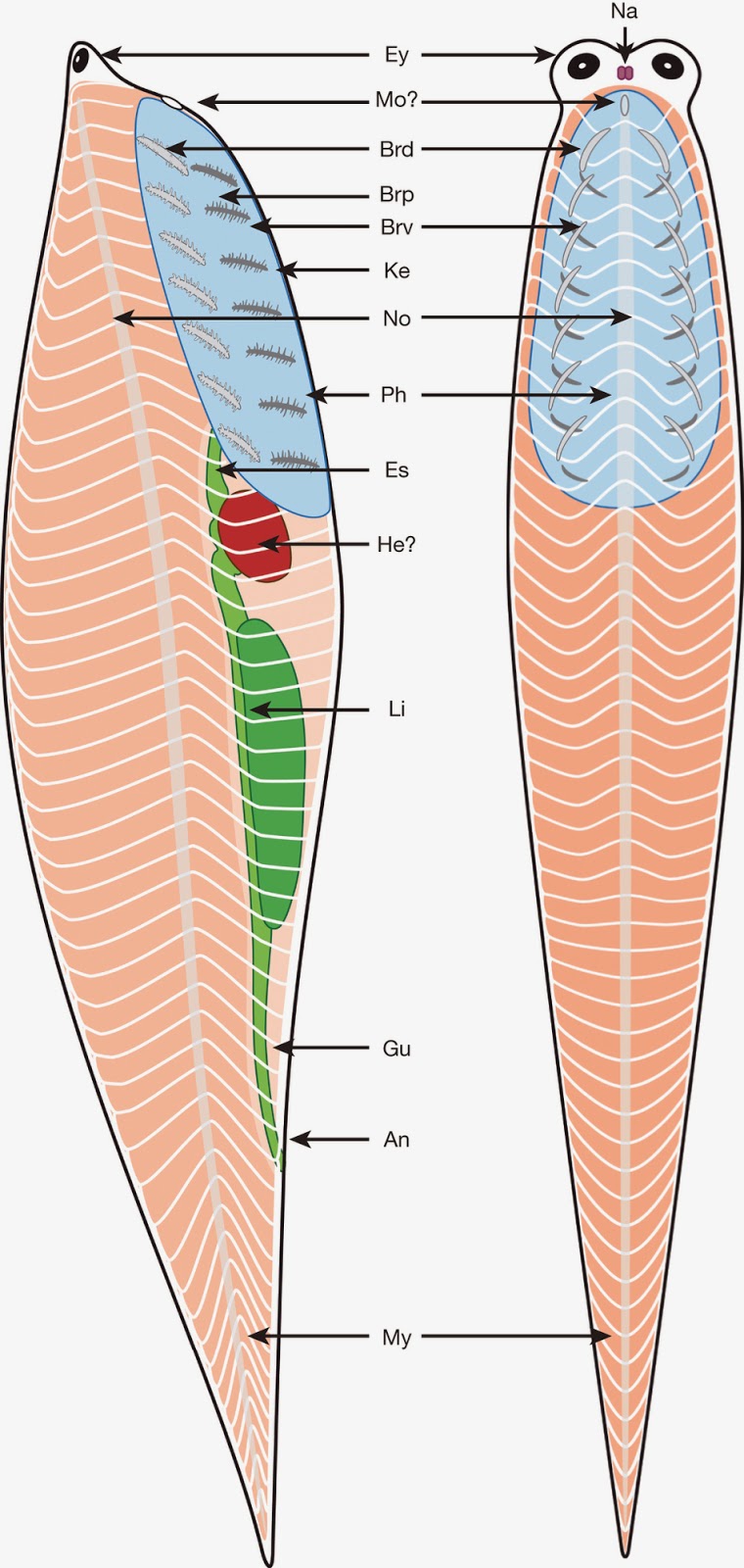 Occhi fragile: Metaspriggina, el origen de las mandíbulas en los ...