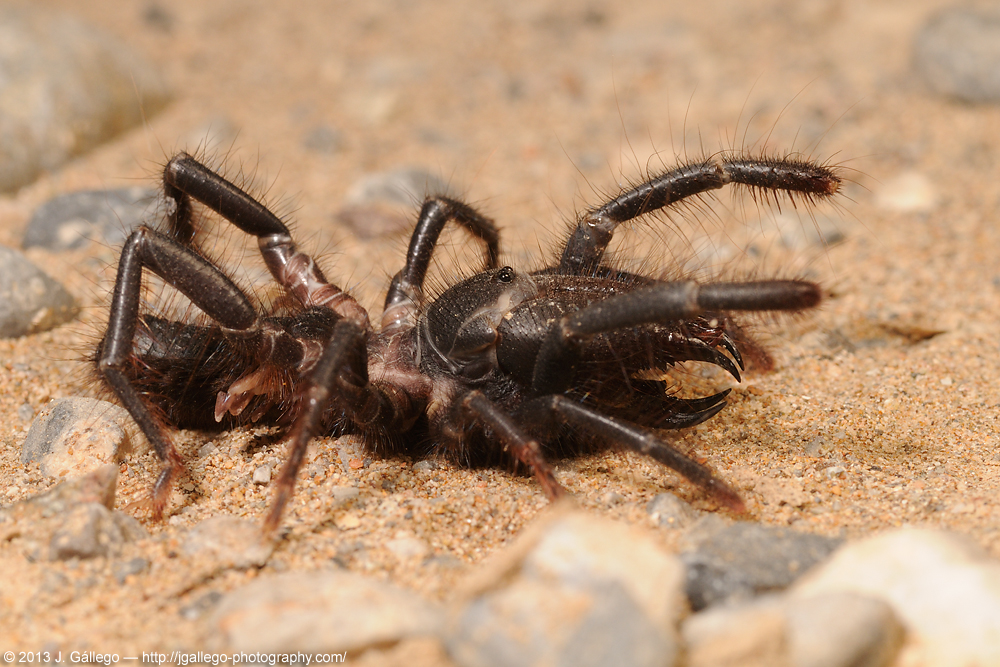 macroinstantes: Rhagodeca impavida