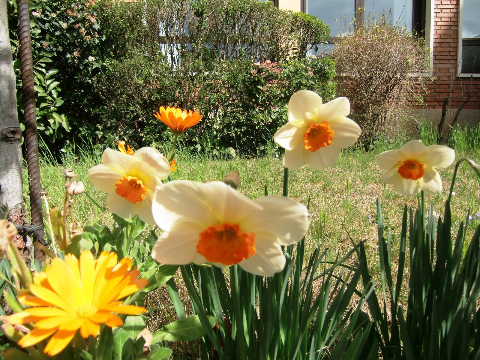 Plantas de Huerta Otea, Salamanca: Narciso (Narcisus "flower record"