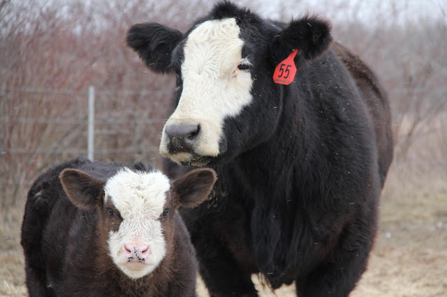 Lautner Farms: From Josh Kastel - Monopoly 2 Bull Calf