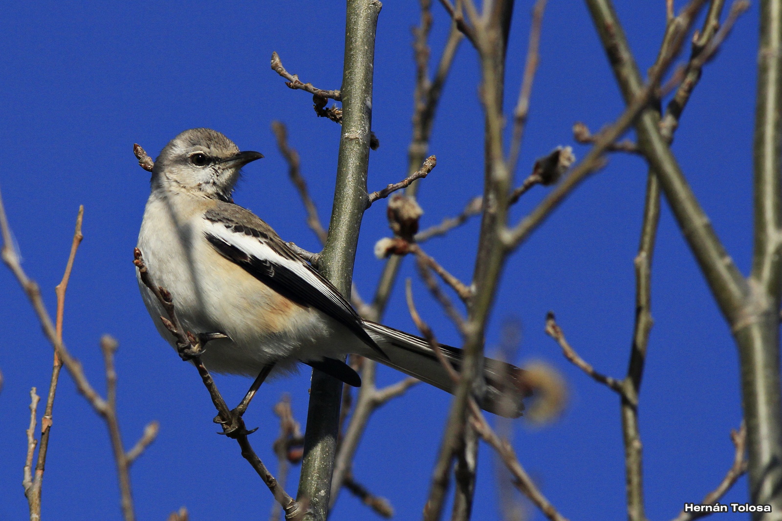 Aves Bonaerenses: Fotos de calandria real