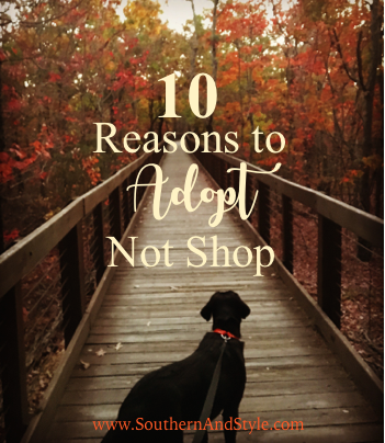 Southern & Style: 10 Reasons to Adopt, Not Shop (Forrest's Story)