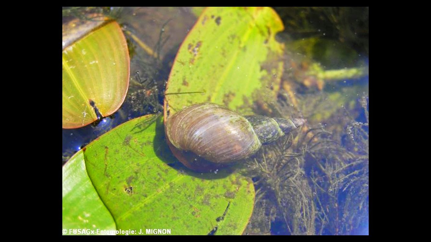 Le labo d'Anissa - SVT: Chapitre 2 : La respiration dans différents ...