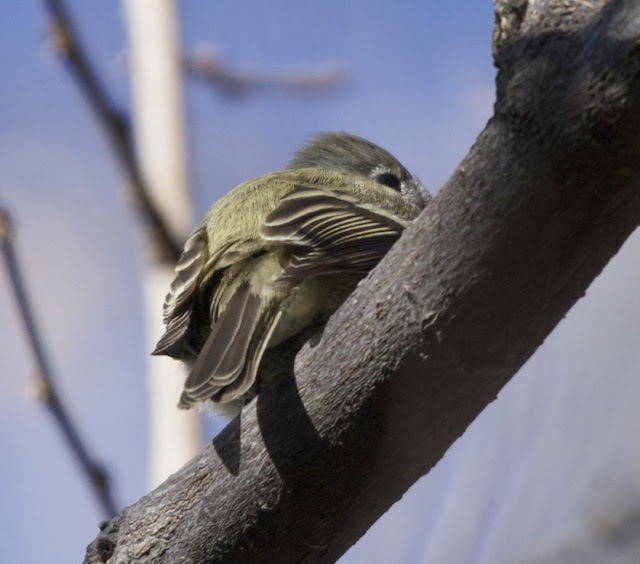 Birding Is Fun!: The Empid Enigma: To Catch a Flycatcher