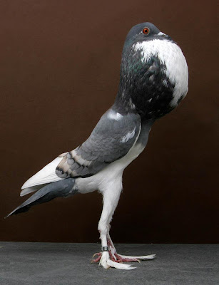 THE PYGMY POUTER PIGEON - Stunning Interesting Facts