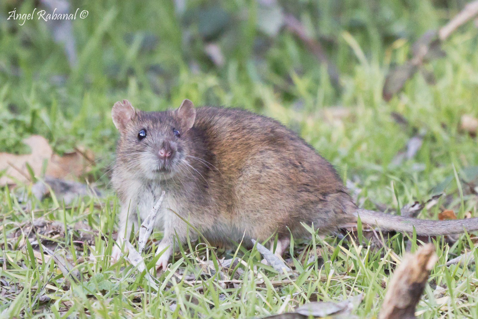 Calamones de la isla: De parques