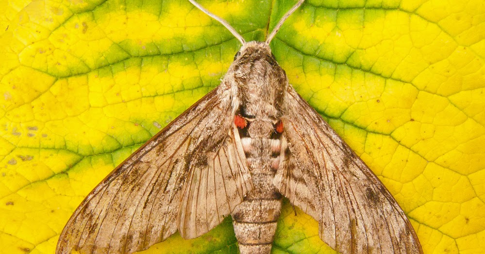 Mothing at The Hidden House, St Margaret's at Cliffe, Tony Morris ...