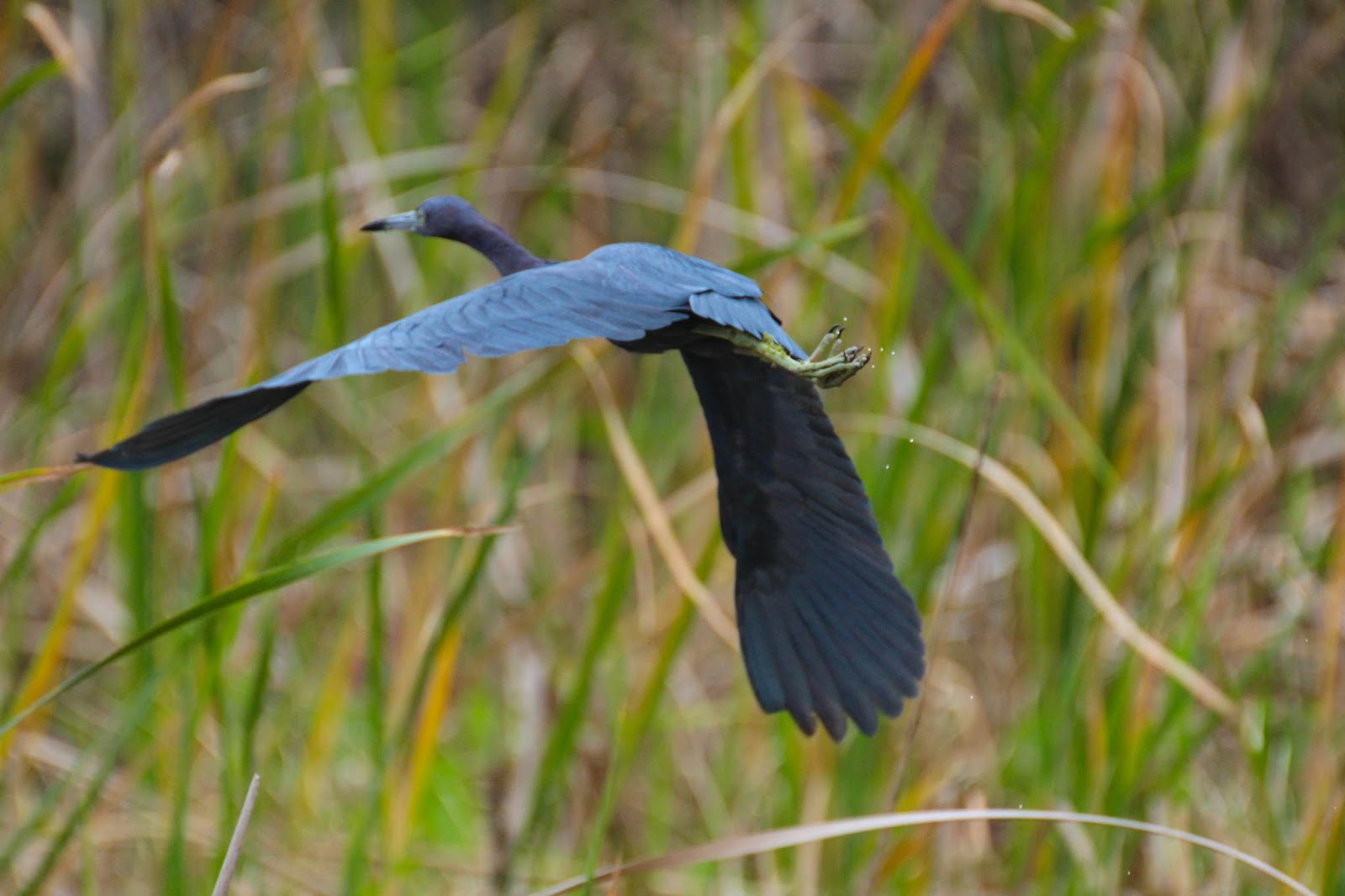 Cannundrums: Little Blue Heron
