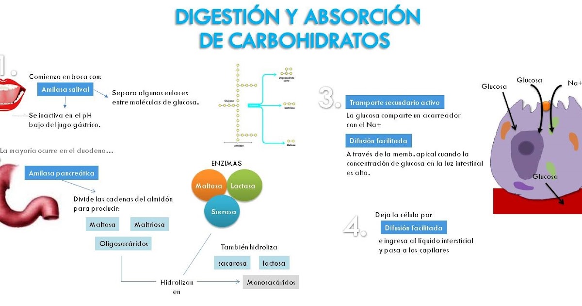Digestion y Absorcion de Carbohidratos