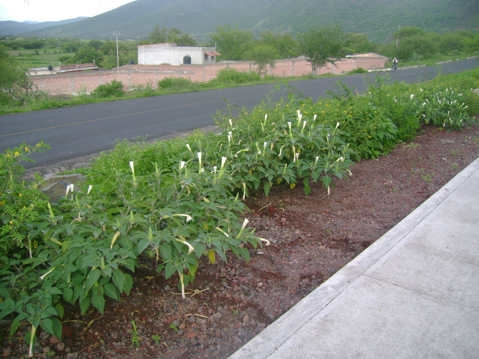 Para Que Sirve El Toloache / ¿Has usado toloache para enamorar a tu ser ...