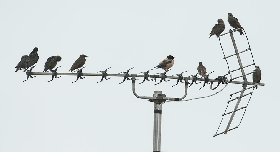 Steve Arlow Birding: Rosy Pastor, Pink Stink, Rosy Starling or Rose ...