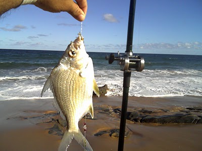 Diário de um Pescador: Peixes de Praia - Carapeba