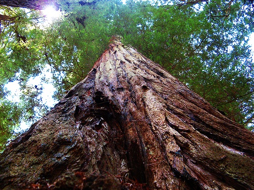 Call to Commitment: The Tree Dream