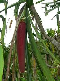 33. Papua - Buah merah ( Pandanus conoideus )