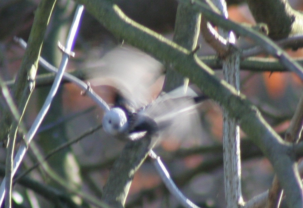 Las Mira: Raniuszek, mały ptak o wielkim sercu.