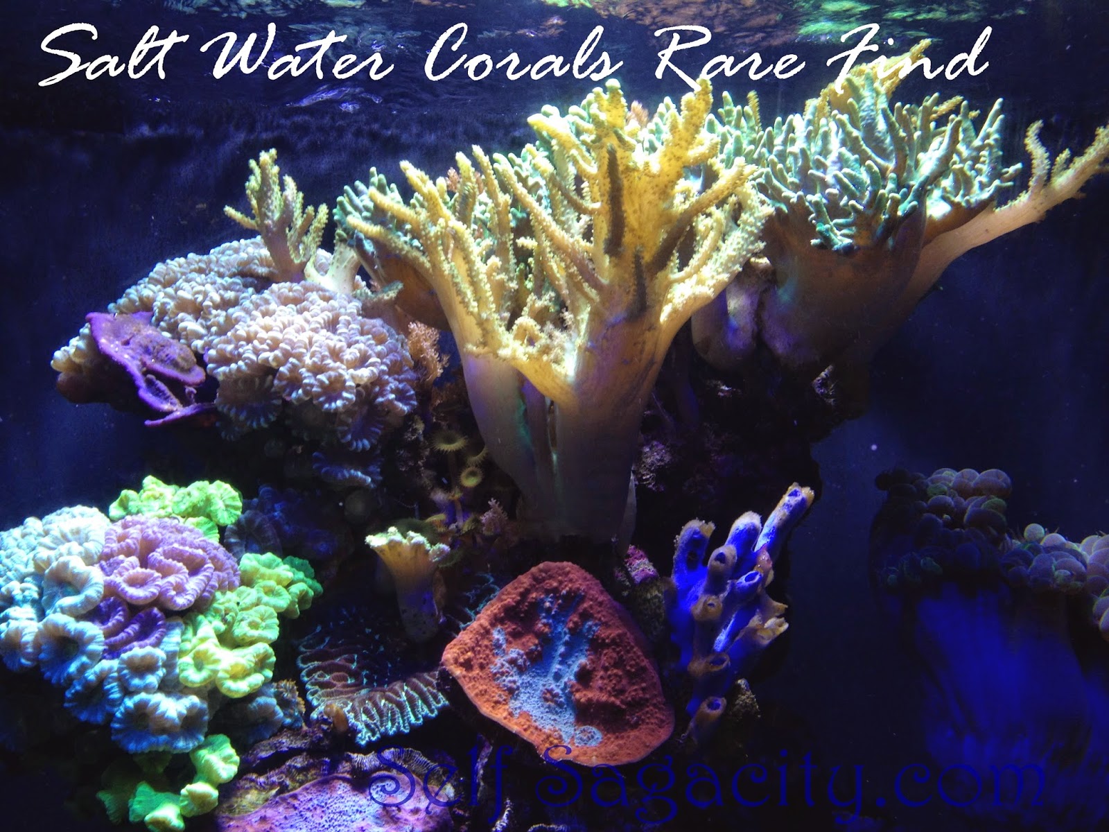 Salt Water Corals in Brilliant Colors
