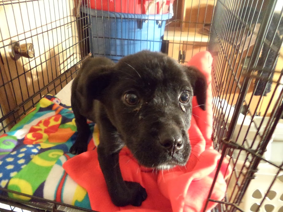 Red Lake Rosie's Rescue: Daisy: Puppy with rickets