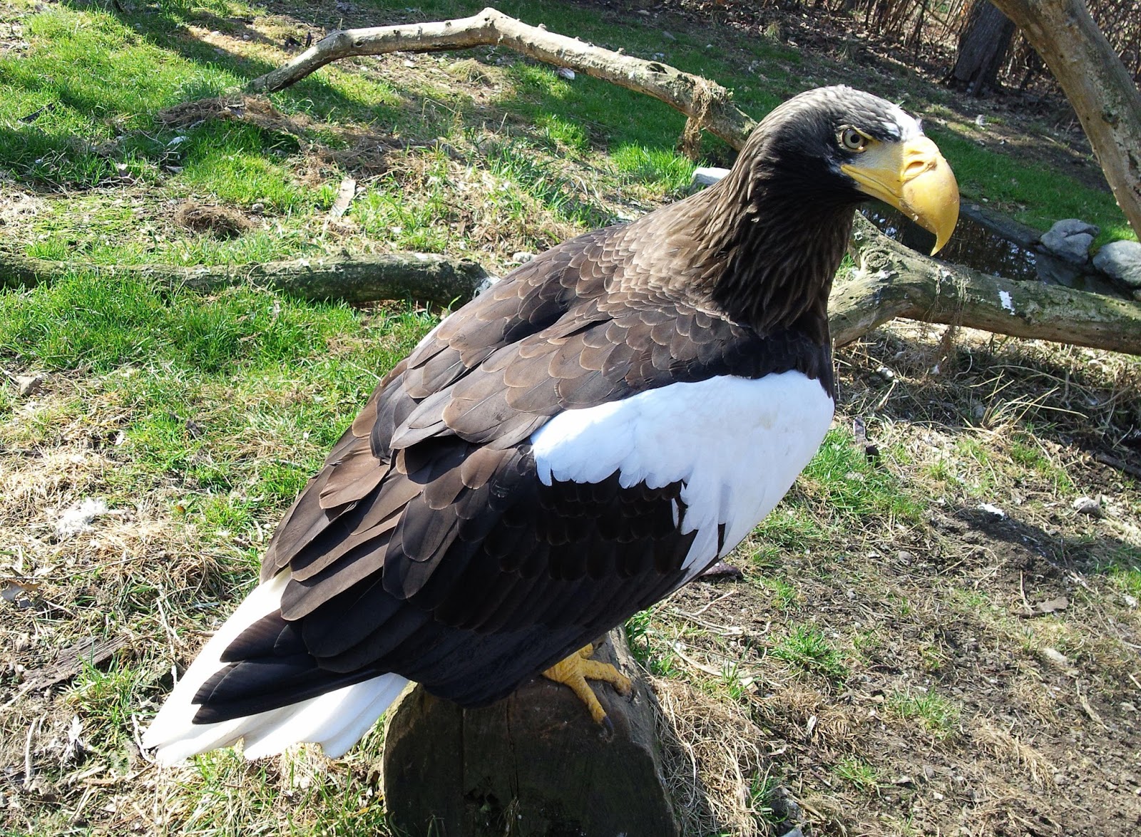 pan-Aves: Dinosauři v Zoo Praha, díl 3. – Afroaves