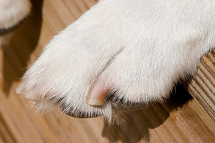 HAY QUE LLEVAR SIEMPRE LA DOCUMENTACIÓN DEL PERRO