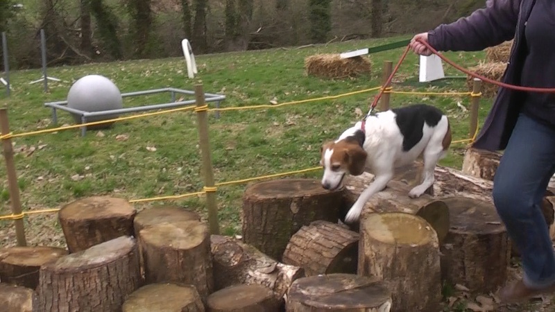 Chronicles of a Dog Trainer: Mental Stimulation & Enrichment: What is ...