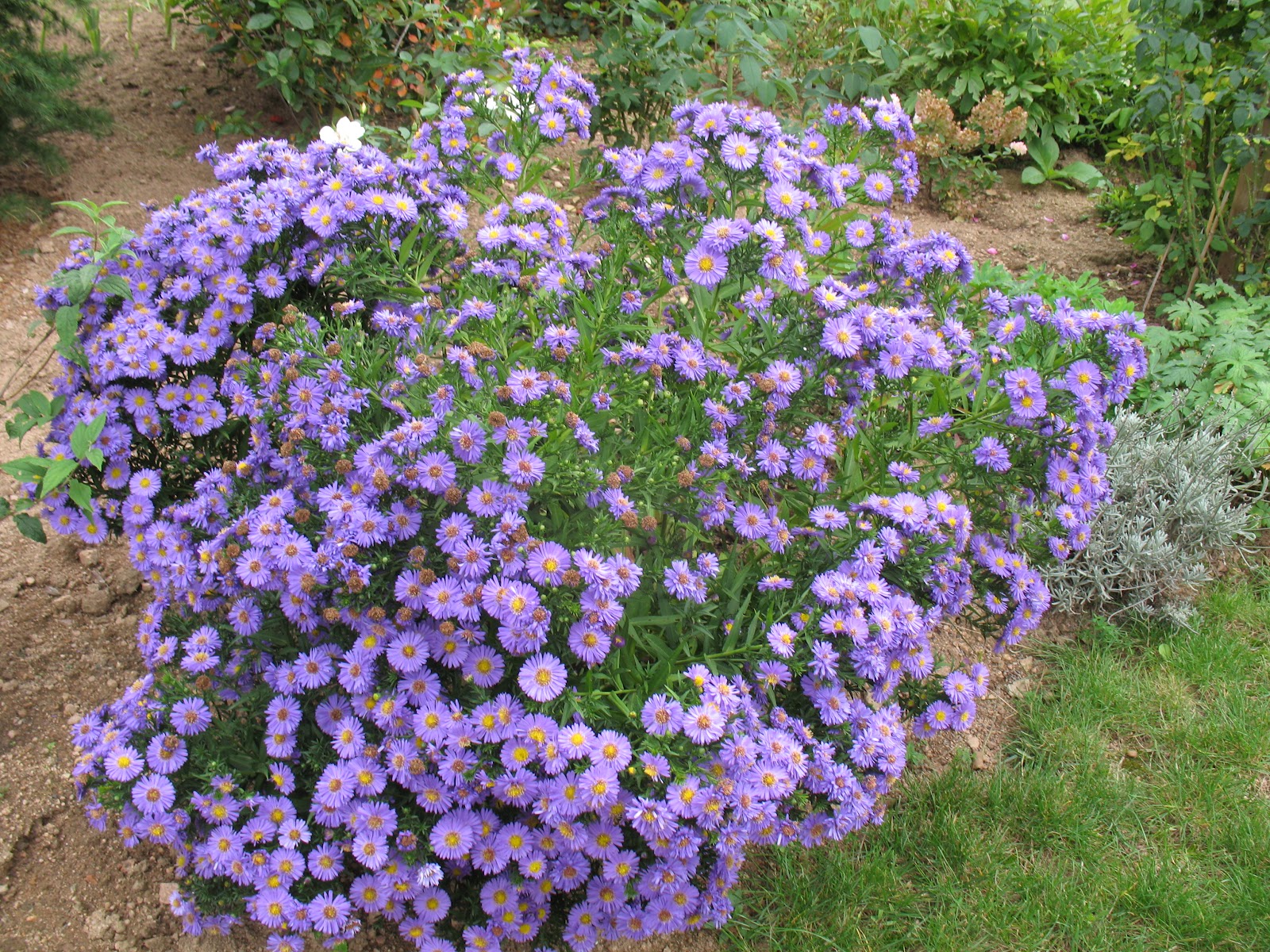 Roses du jardin Chêneland: Aster dumosus "Sapphire"