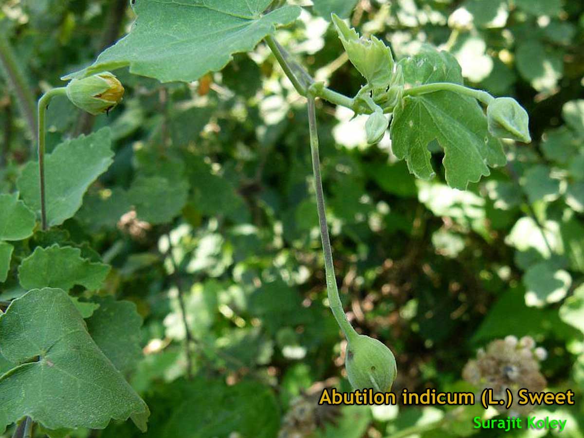 Medicinal Plants: Abutilon indicum, Atibala, Tutturabenda, Kanghi ...