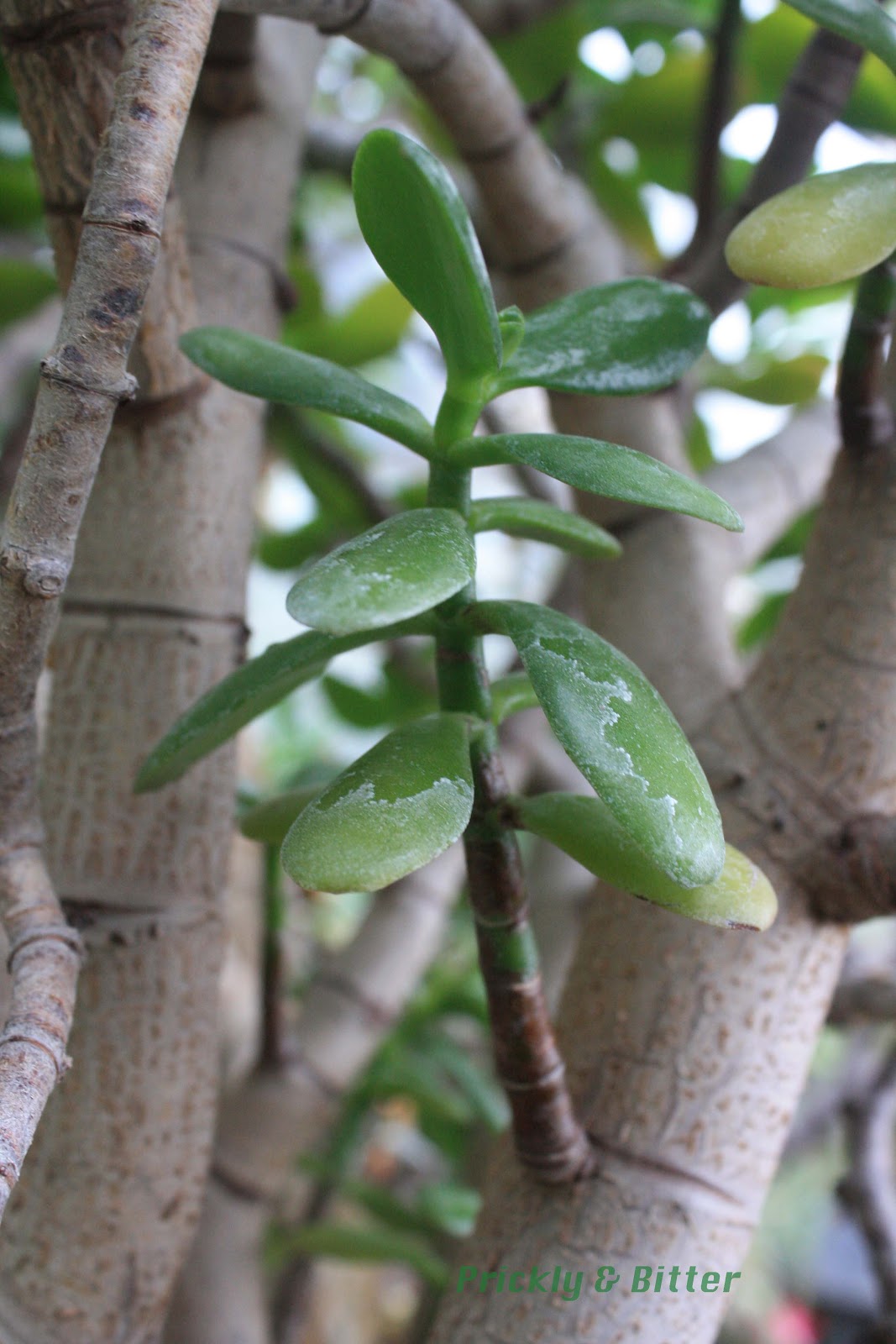 Prickly and Bitter: (one of) The real jade plant(s)
