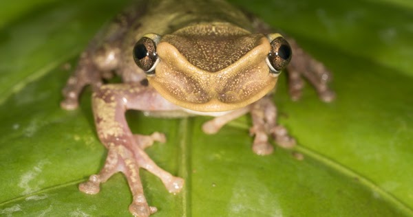 Frog Blog: Yucatecan Casque-headed FrogTriprion petasatus