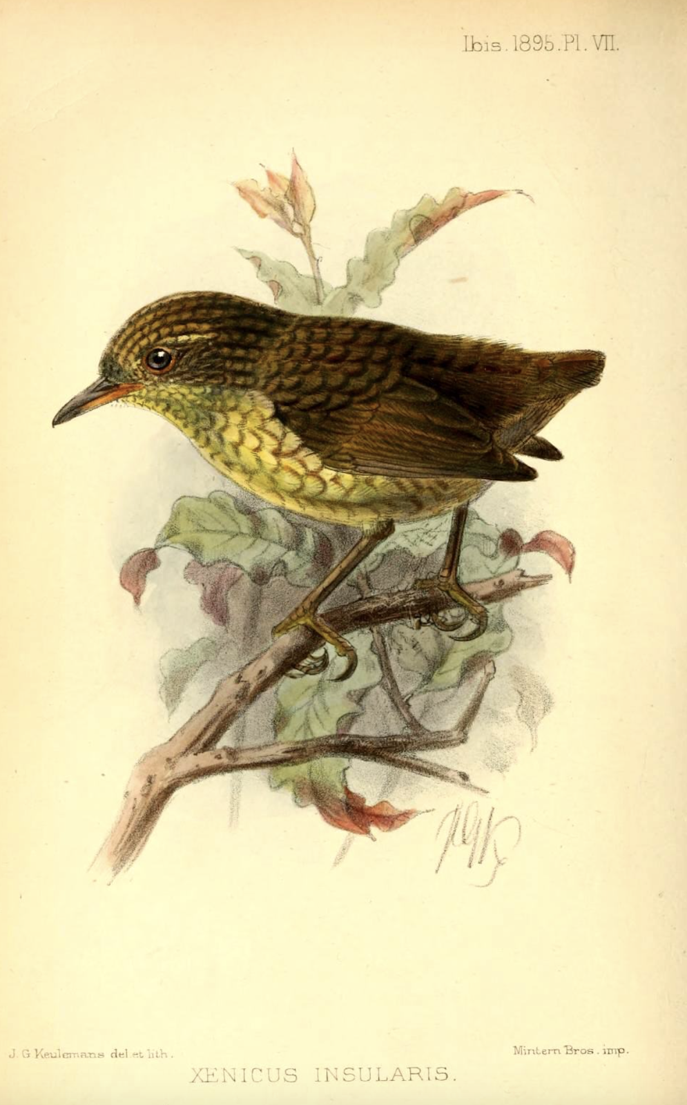 Zoology Jottings: Stephens Island: Lyall’s Wren—Scientific Pride and ...