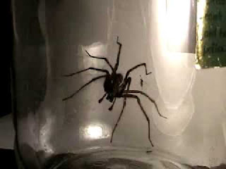 Retro Oasis: Gooseblog: Goosebumps Series 2000 #9: Are You Terrified Yet?