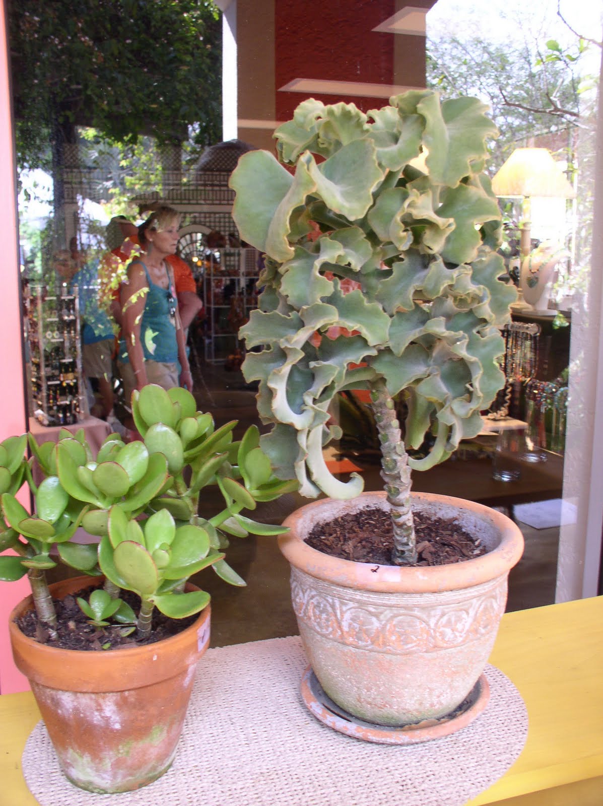 Florida Flowers and Gardens: Naples Flower Show