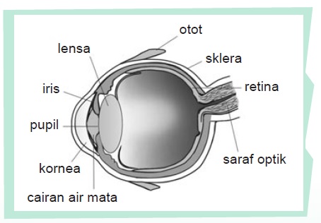 Alat Indra Manusia Mata - Panduan soal