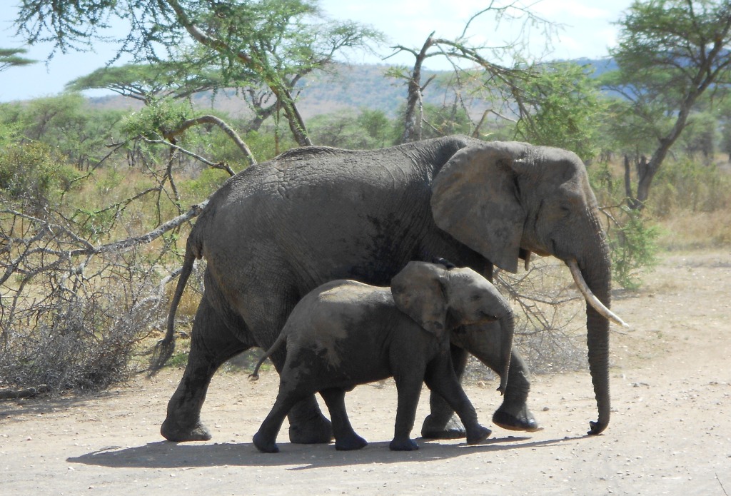 VAI NA MINHA: Serengeti National Park