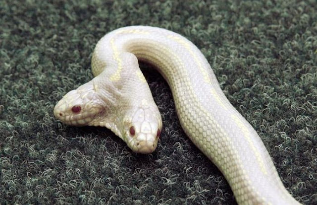 Weird: Weird Albino Snake with Two Heads