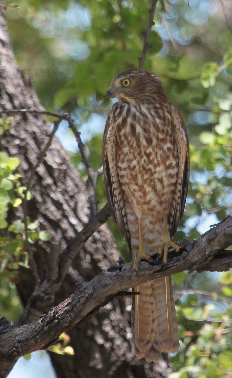 Richard Waring's Birds of Australia: Elliott, NT, Birds of Prey feeding ...