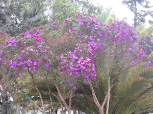 Samanea saman, Pithecellobium saman, samán o árbol de la lluvia | Plantas