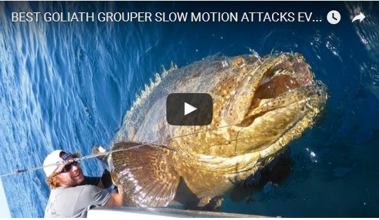 Goliath Grouper, Ikan Penghuni Atlantik Pemakan Gurita dan Hiu