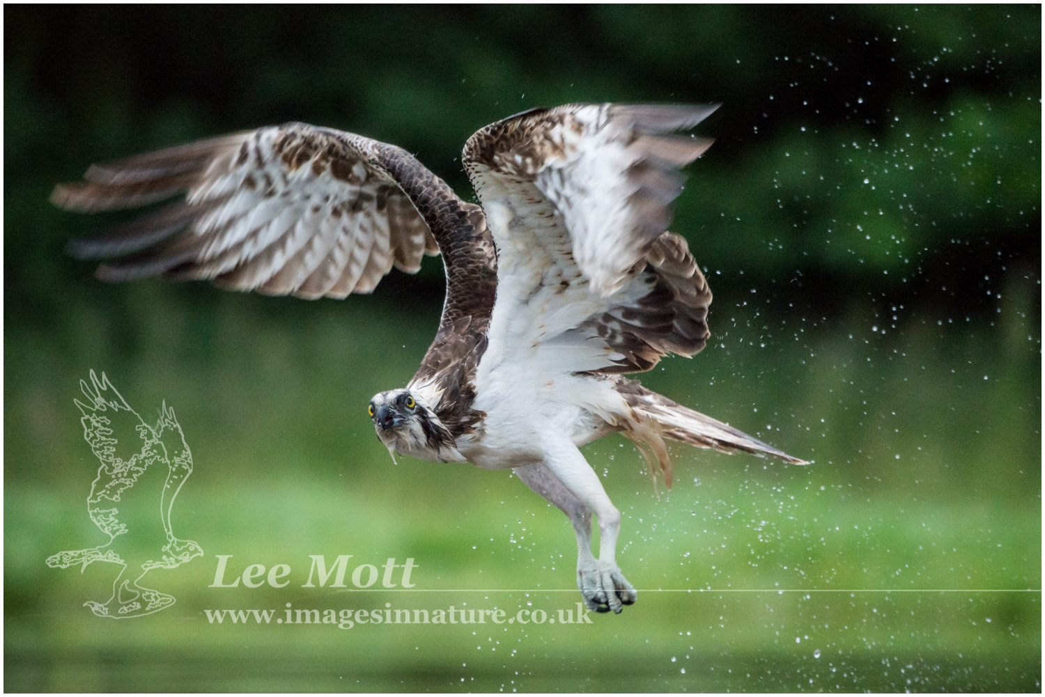 Lee Mott Photography