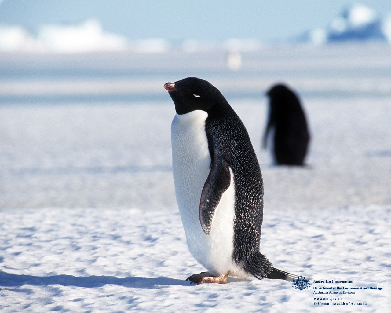 Adelie Penguin Interesting Facts Latest Photographs All Wildlife adelie-penguin-interesting-facts-latest-photographs-all-wildlife