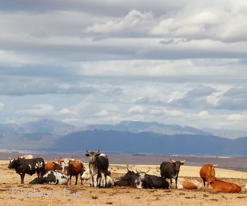 Elephant's Eye: Nguni cattle each one different
