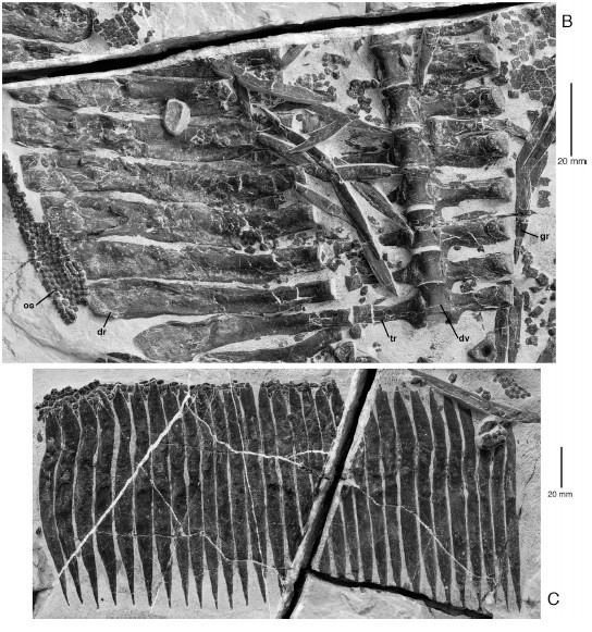 Waxing Paleontological: Tubby, Armored Sea Lizards of the Triassic