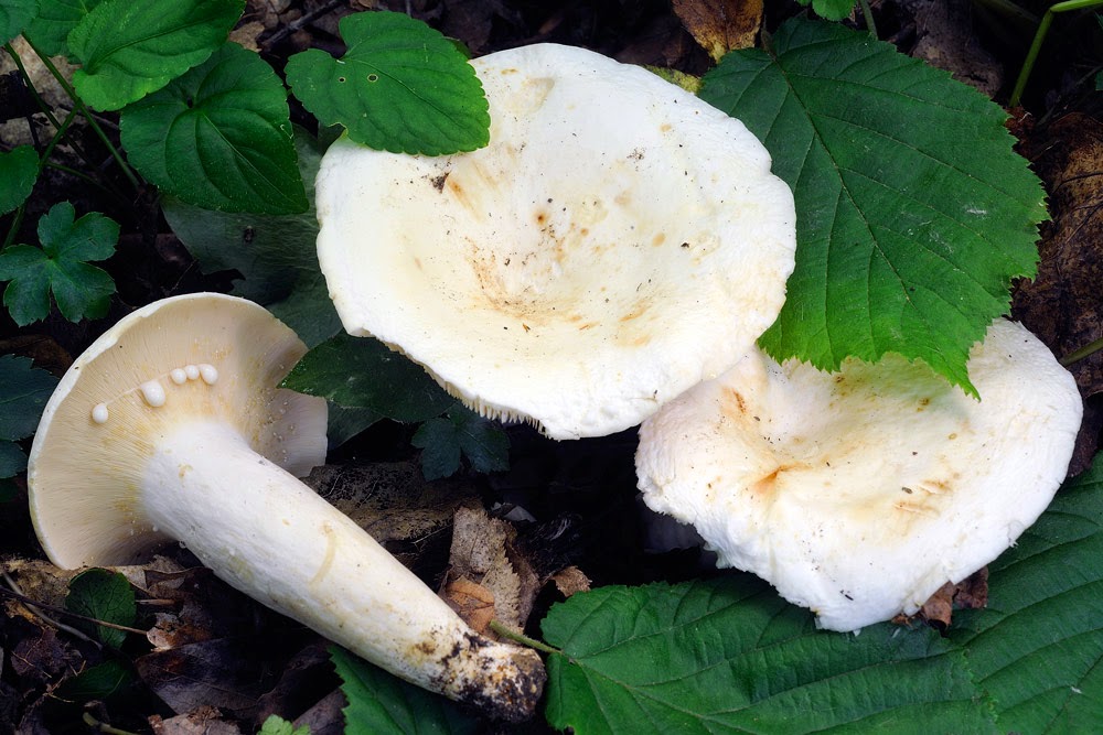 Funghi Teramani: Lactarius piperatus (L.) Pers.