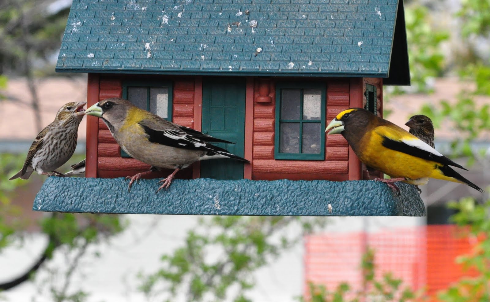 Birds of Madison County: Evening Grosbeaks visit my backyard