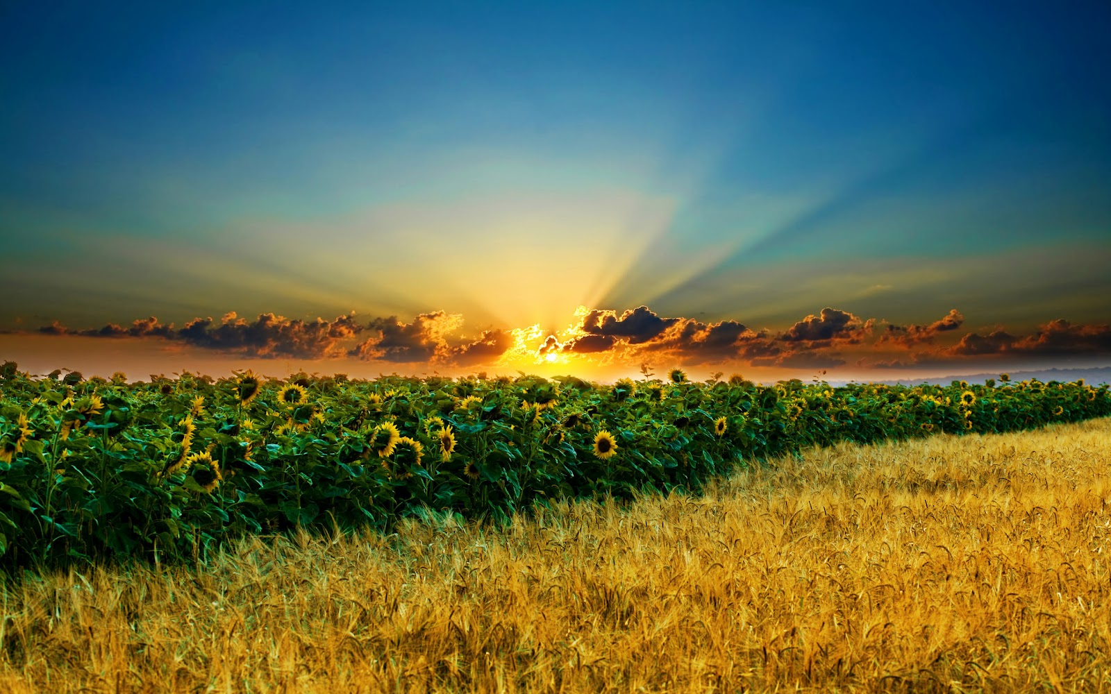 Wallpapers: Su pavasarių visus! Šia proga idėjome truputi gamtos ekrano ...